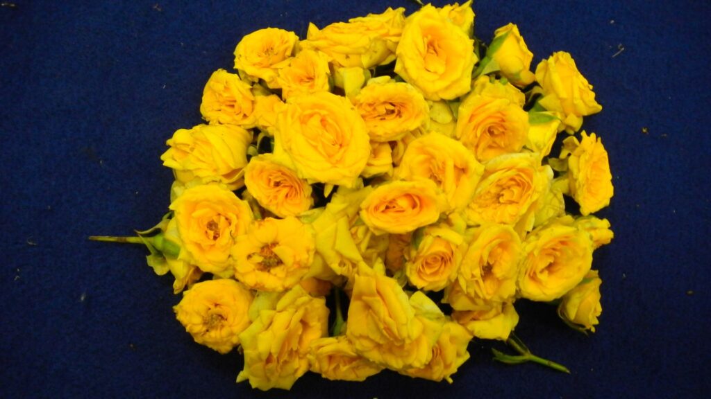 Bulk Loose Button Rose flowers