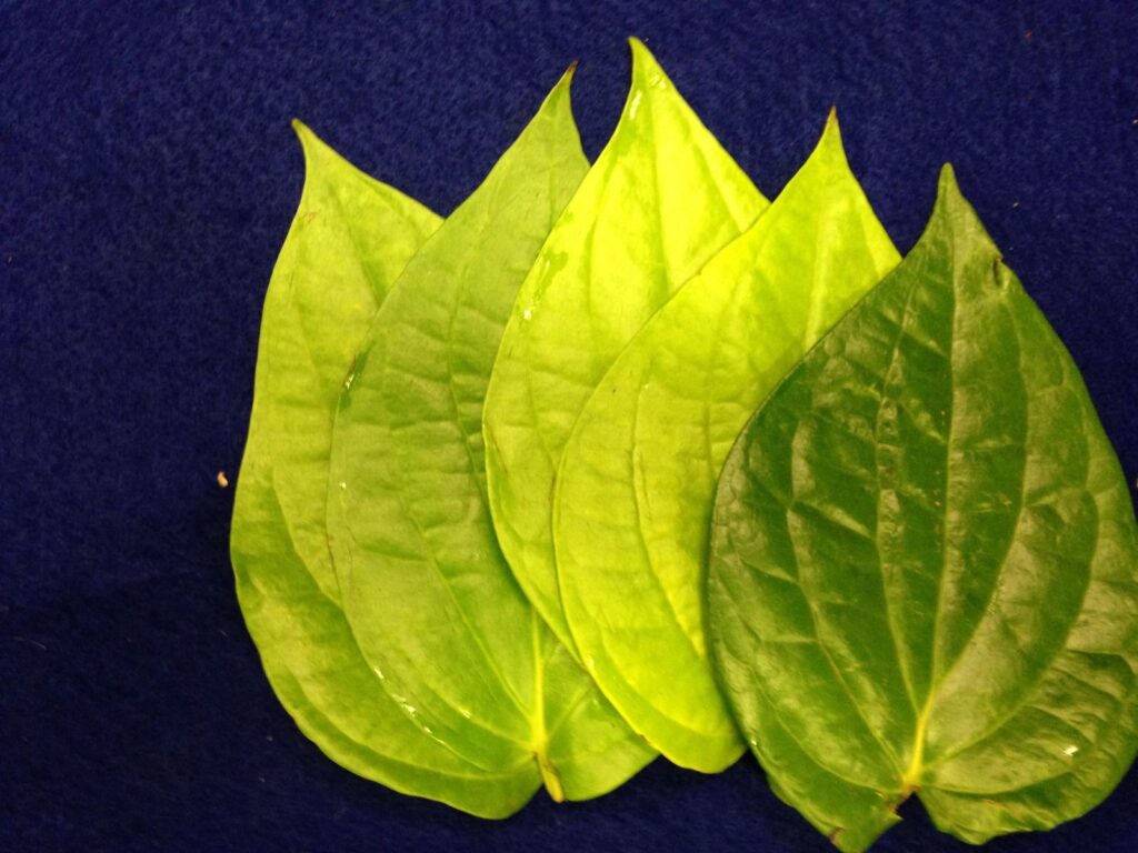 Pan Leaves